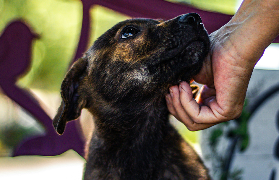 20 Animal Shelter Fundraising Ideas for Dogs, Cats, & Critters